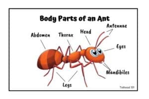 Ant Activities For Preschoolers